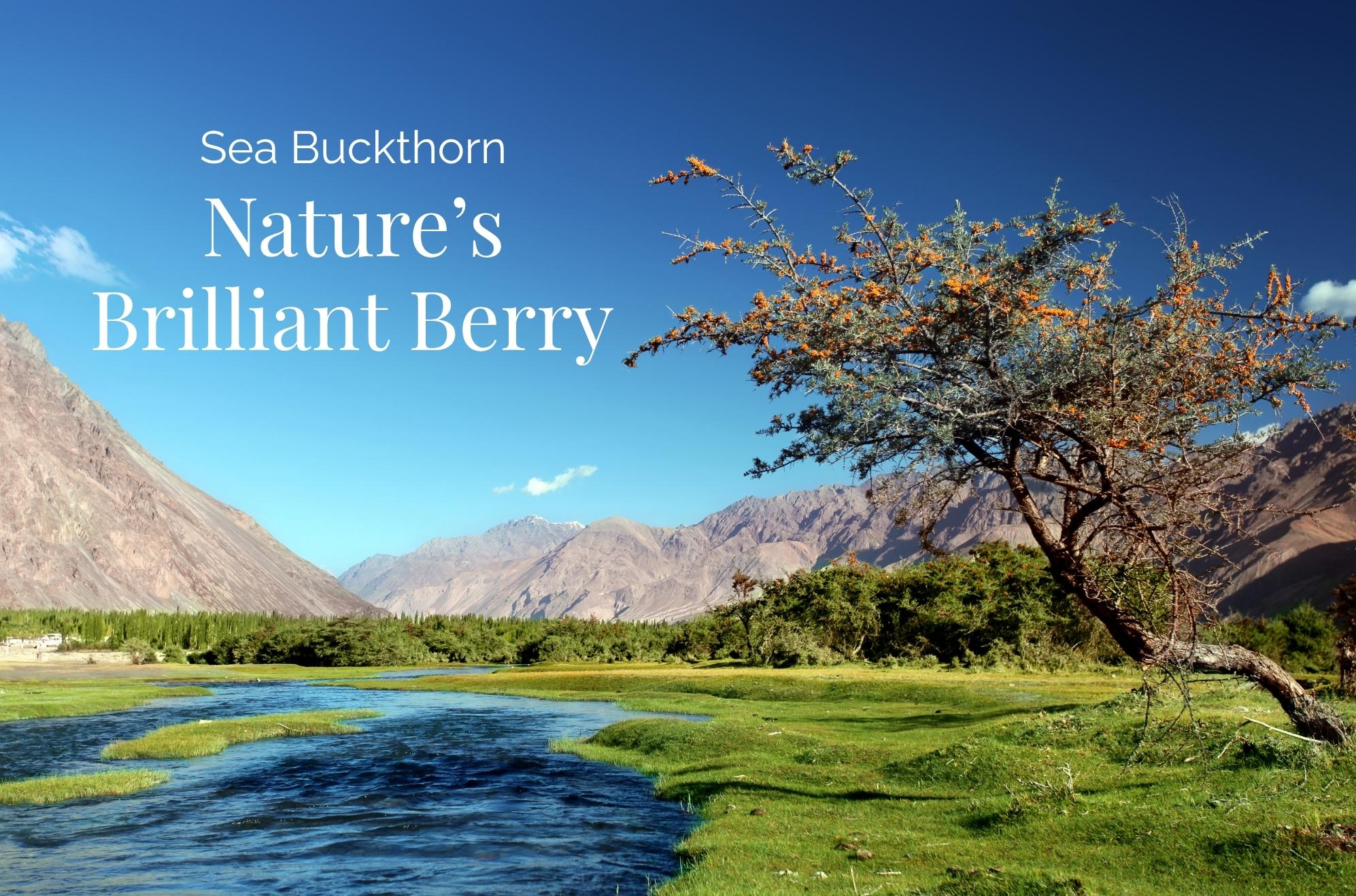 Sea Buckthorn: Nature's Brilliant Berry – Sibu Seaberry